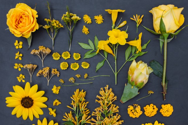The Garden Collection by Emily Blincoe - Whiteboard Journal